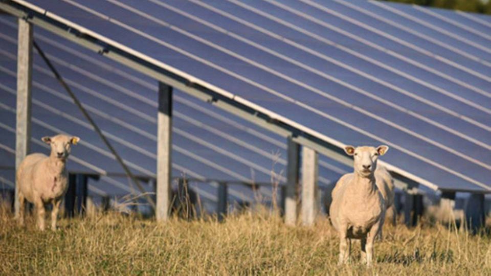 Ny solcellepark indtænker biodiversitet