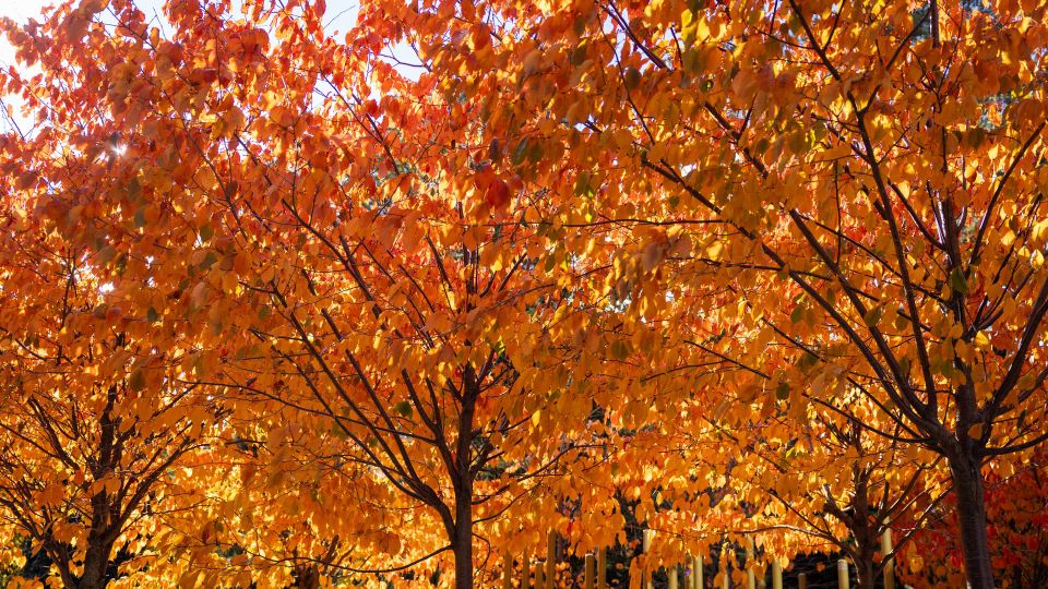 Nye vejtræer og biodiversitet på vej i Bolbro